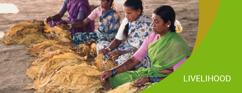 Livelihood - TIIOnline